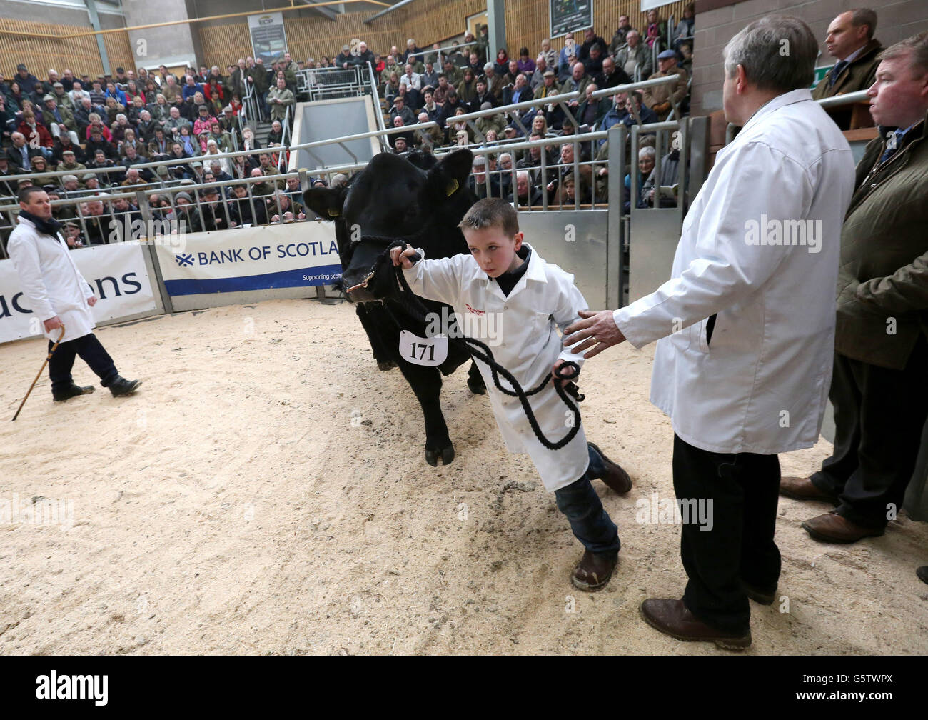 Aberdeen Angus Bull Show High Resolution Stock Photography and Images ...