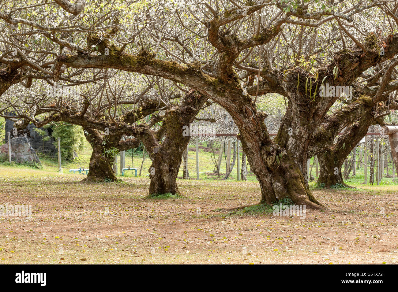 Prunus mume hi-res stock photography and images - Alamy