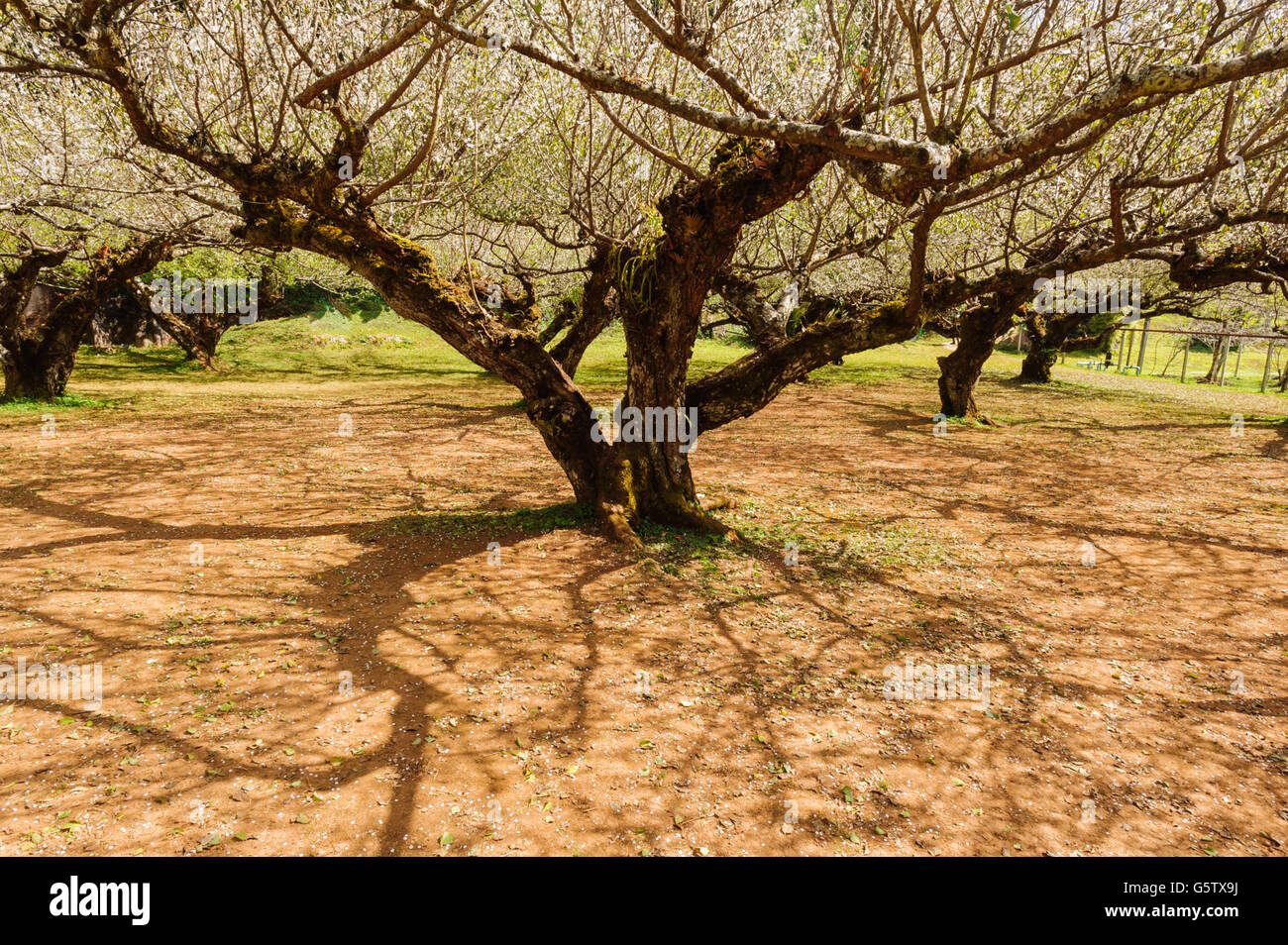 Prunus mume hi-res stock photography and images - Alamy