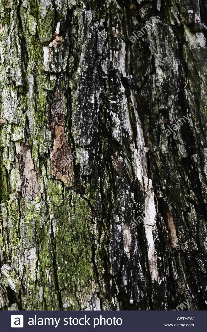 Outer Bark Stock Photos & Outer Bark Stock Images - Alamy