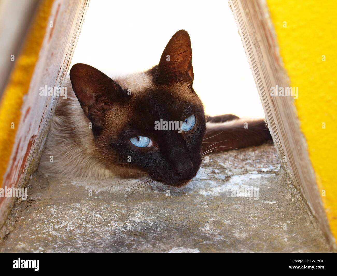 Animals, Mammals, Cats, Siamese cat Stock Photo - Alamy