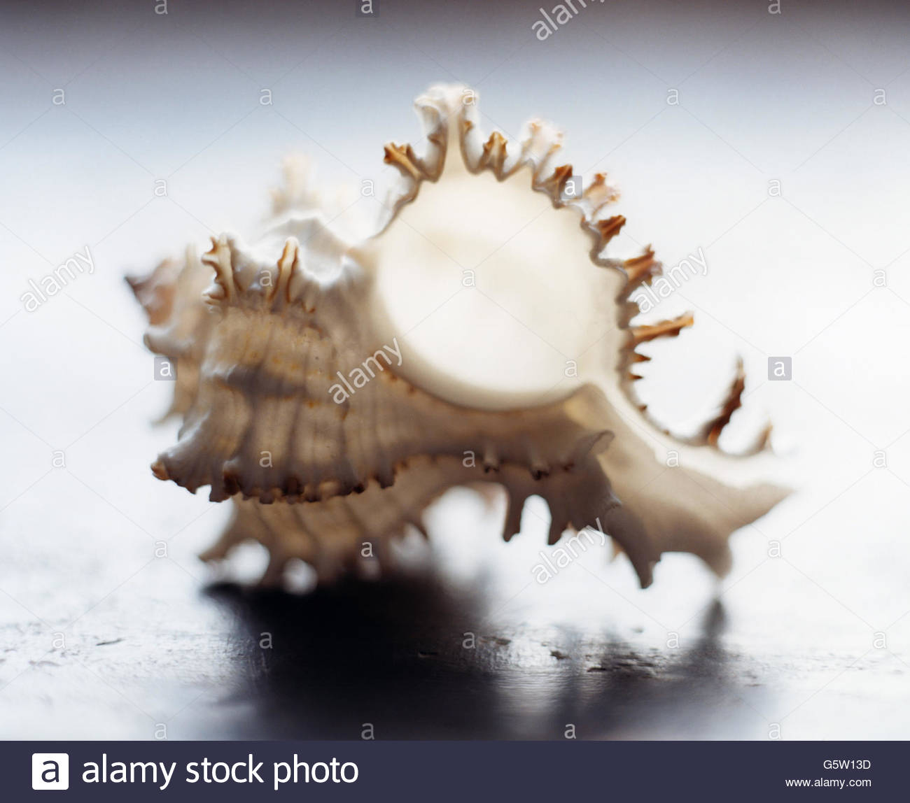 Spiky Sea Shell Stock Photos & Spiky Sea Shell Stock Images - Alamy