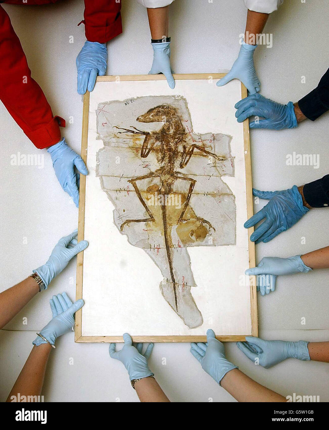 Cleaning Fossils High Resolution Stock Photography and Images - Alamy