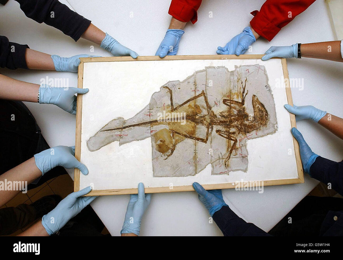 Cleaning fossils hi-res stock photography and images - Alamy