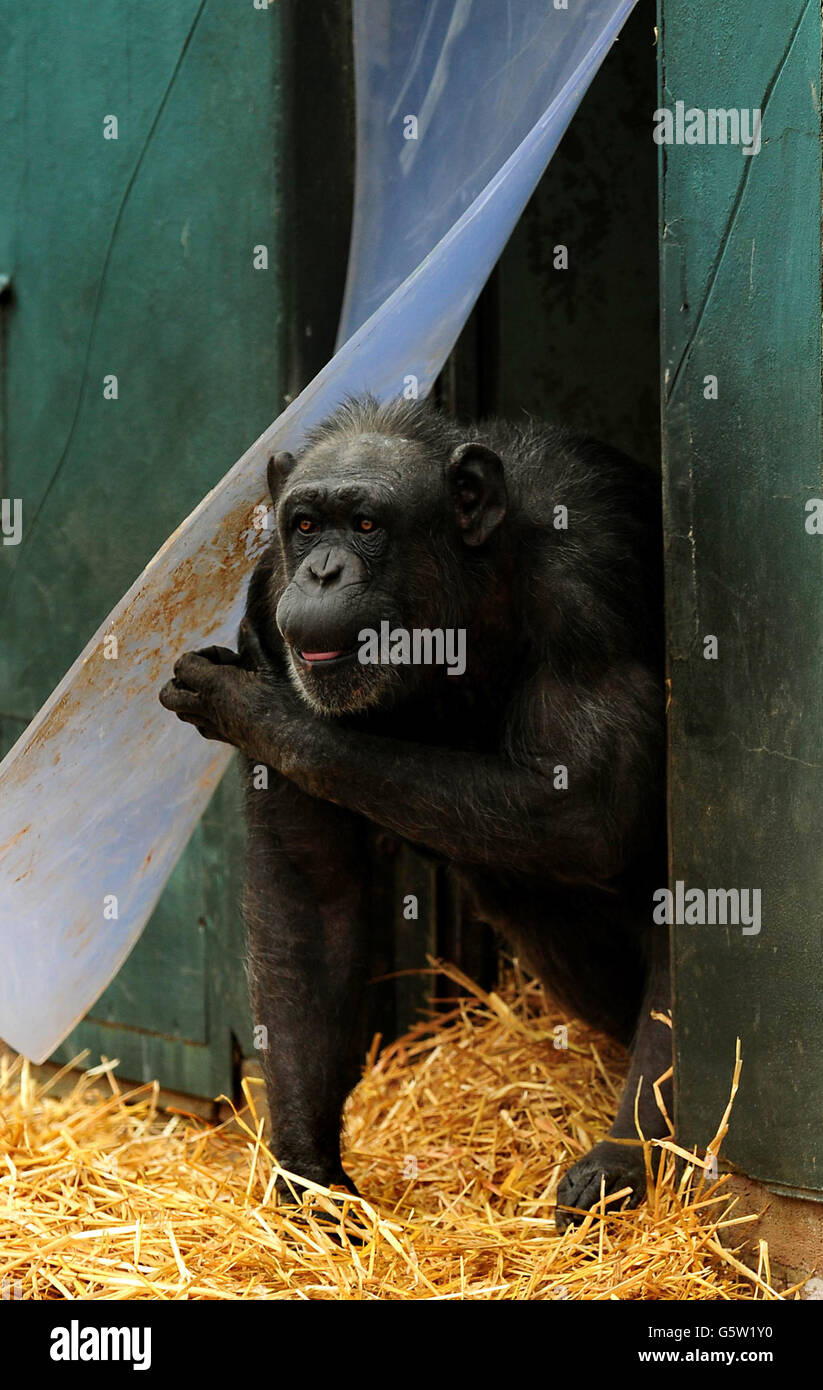 A Chimpanzee in its enclosure at Twycross Zoo, Leicestershire Stock ...
