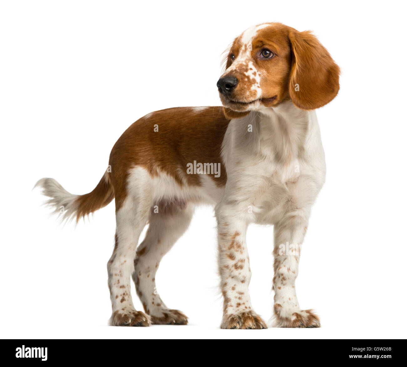 Welsh springer spaniel hi-res stock photography and images - Alamy