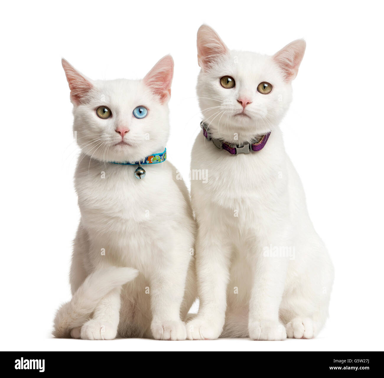 Two White kittens siting in front of a white background Stock Photo - Alamy