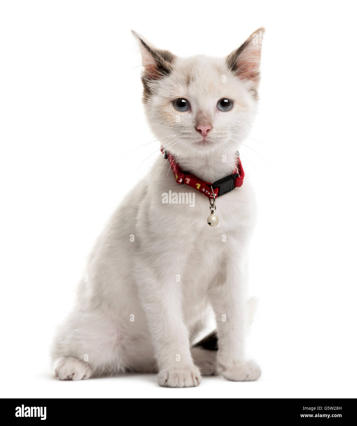Kitten sitting in front of a white background Stock Photo - Alamy