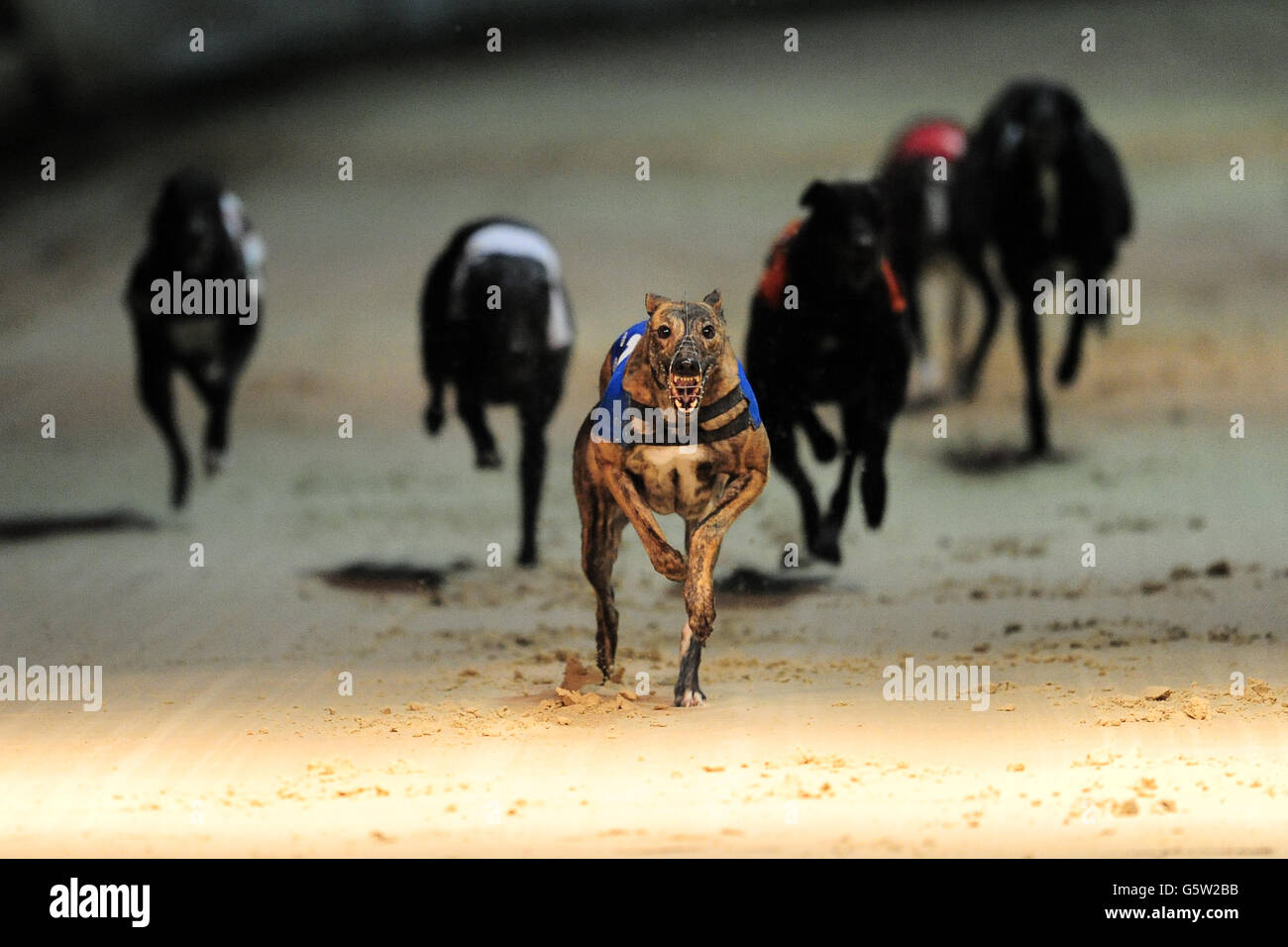 Romford greyhound racing hi-res stock photography and images - Alamy