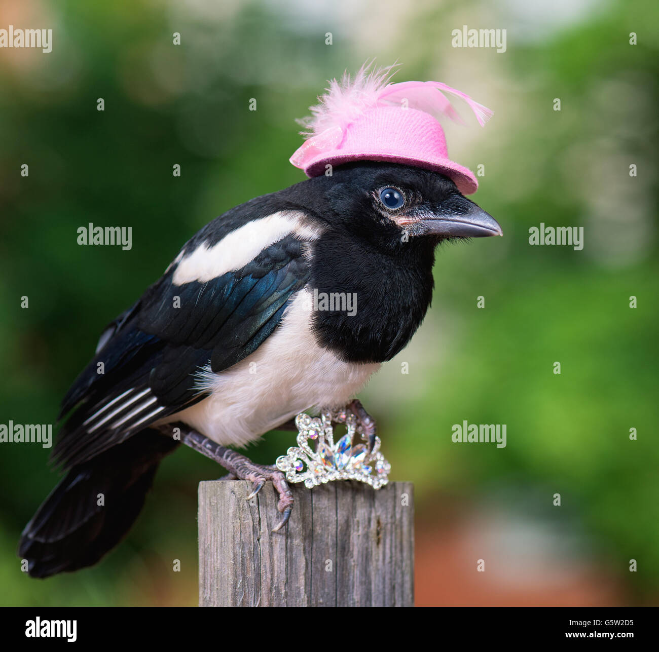 Bird in hat with jewelry Stock Photo - Alamy