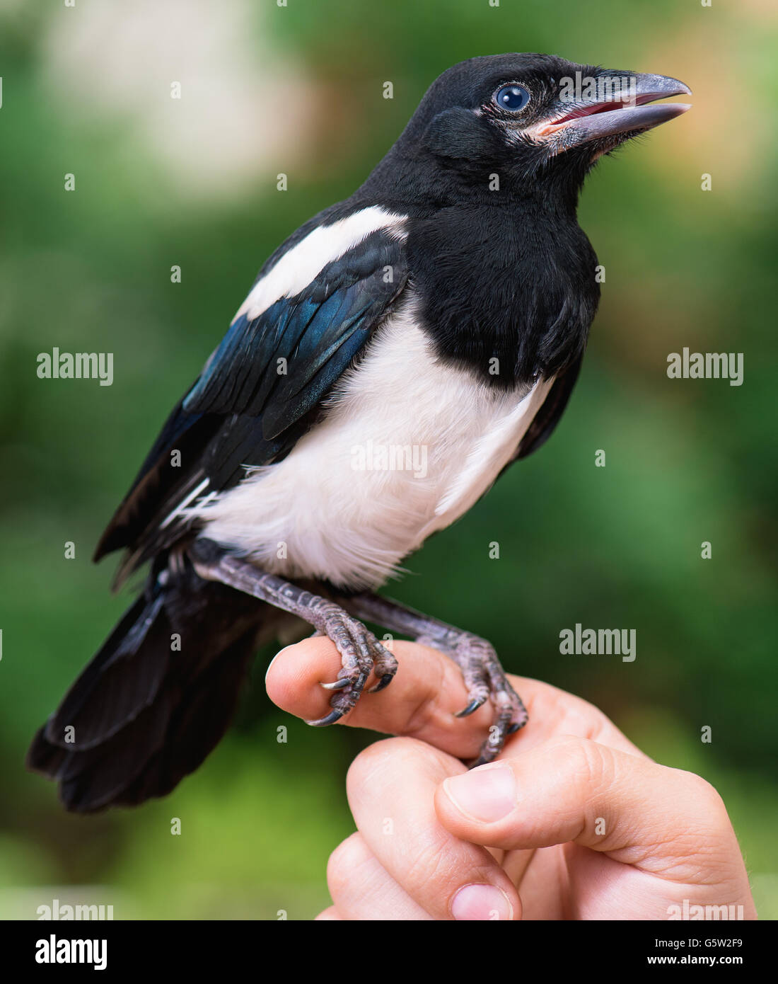 Bird on human hand Stock Photo - Alamy
