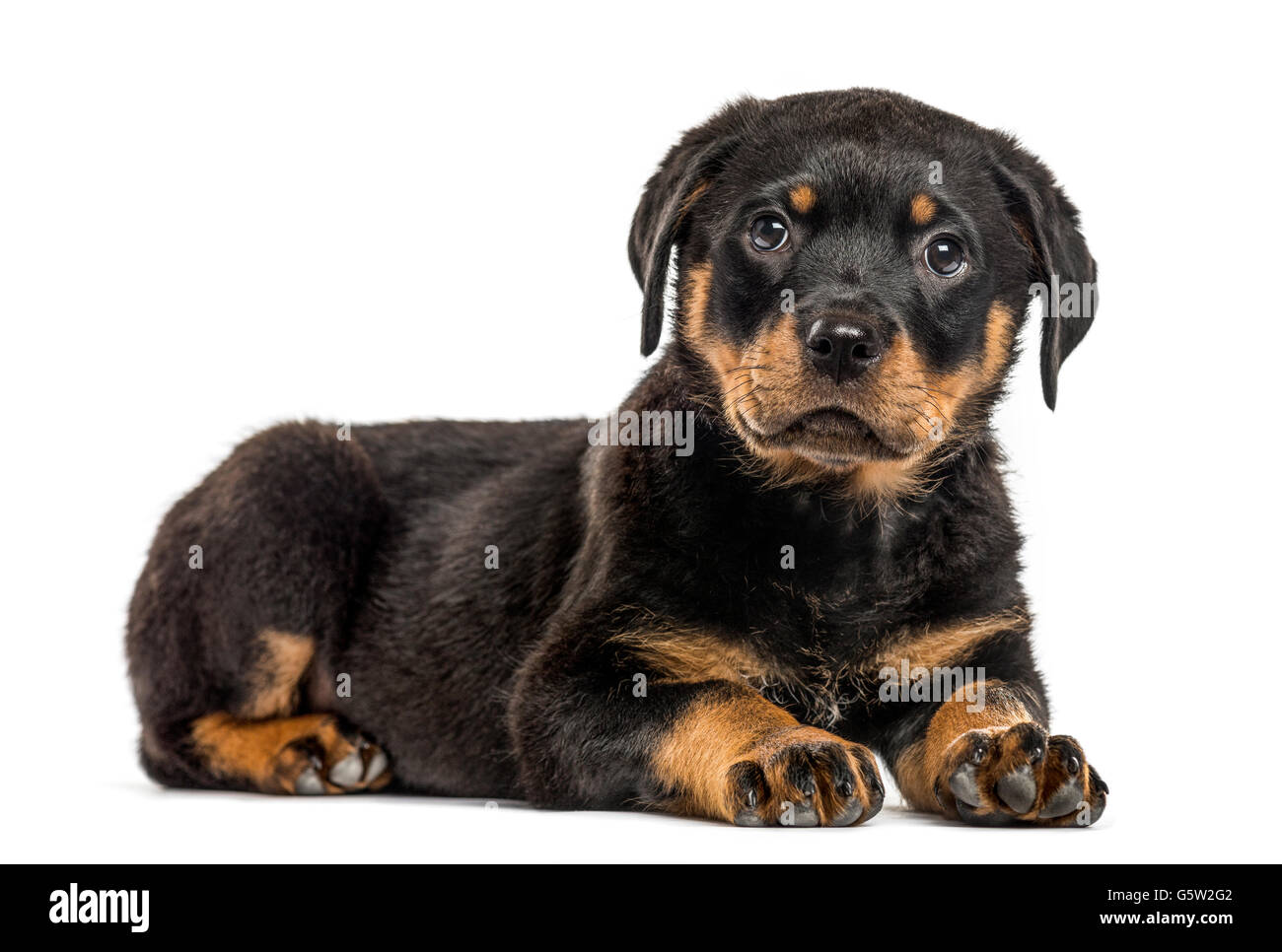 Rottweiler puppy lying down, isolated on white Stock Photo - Alamy