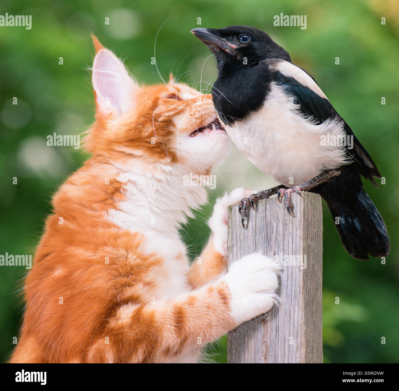 Cat hunted a bird Stock Photo - Alamy
