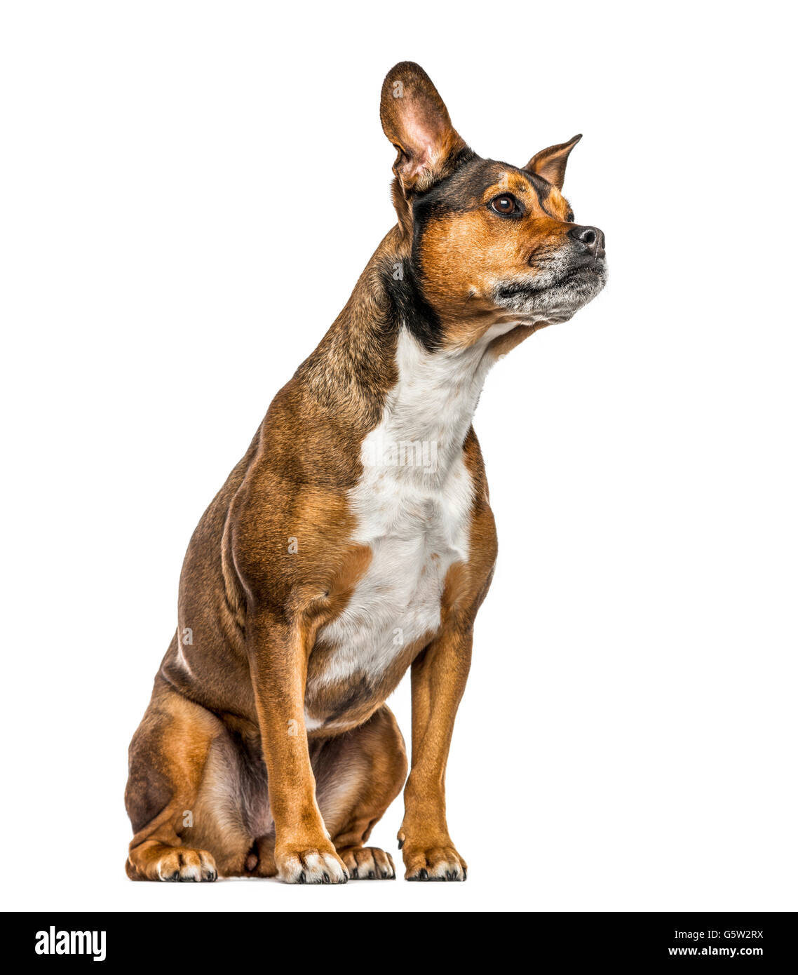 Crossbreed dog between a french Bulldog and a Rottweiller isolated on ...