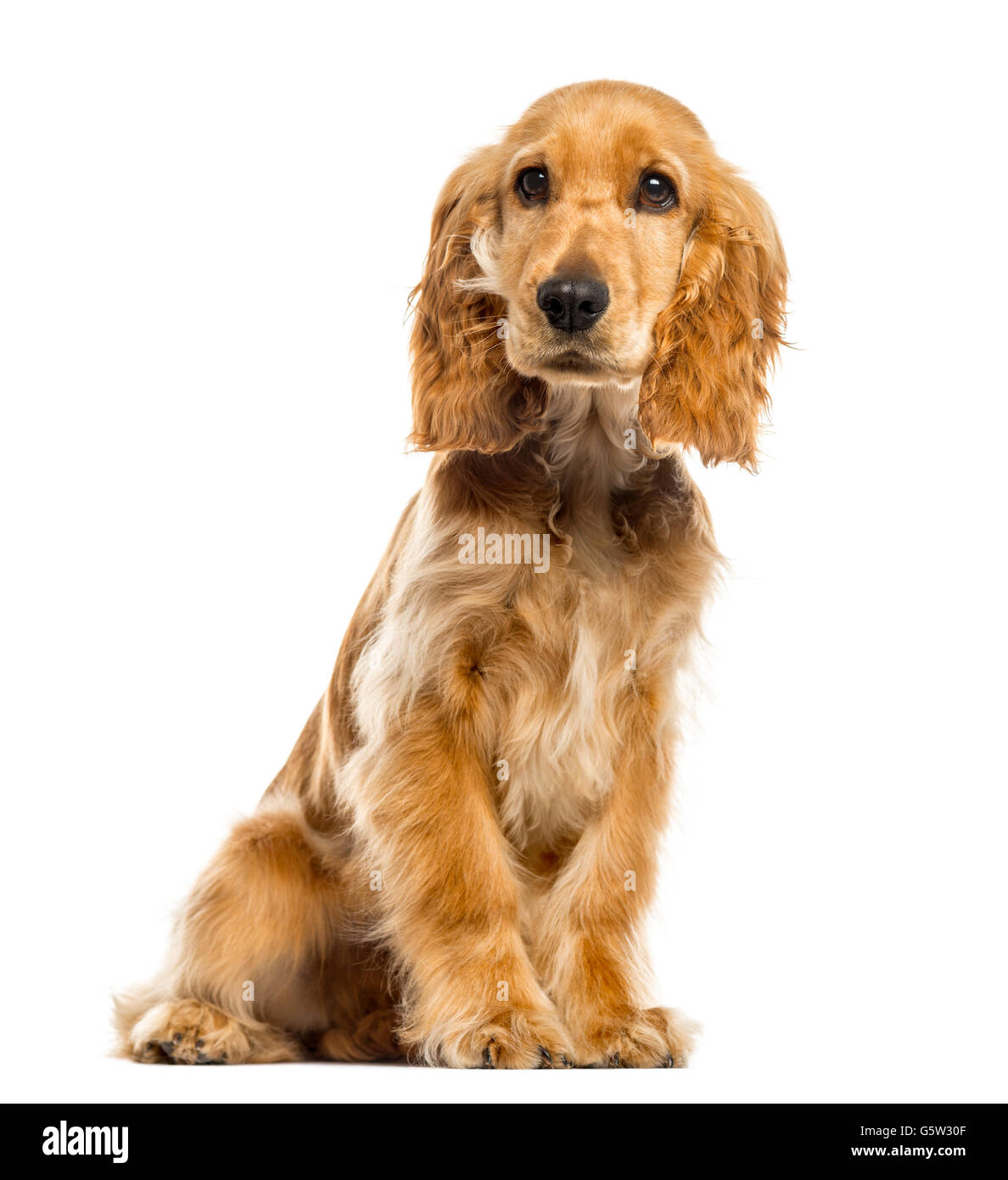 English cocker spaniel hi-res stock photography and images - Alamy