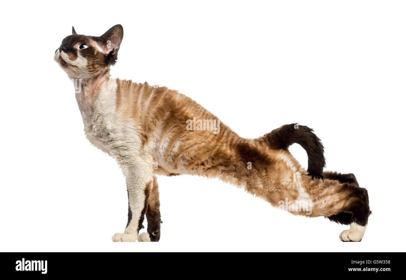 Side view of a Devon Rex streching and looking up, isolated on white ...