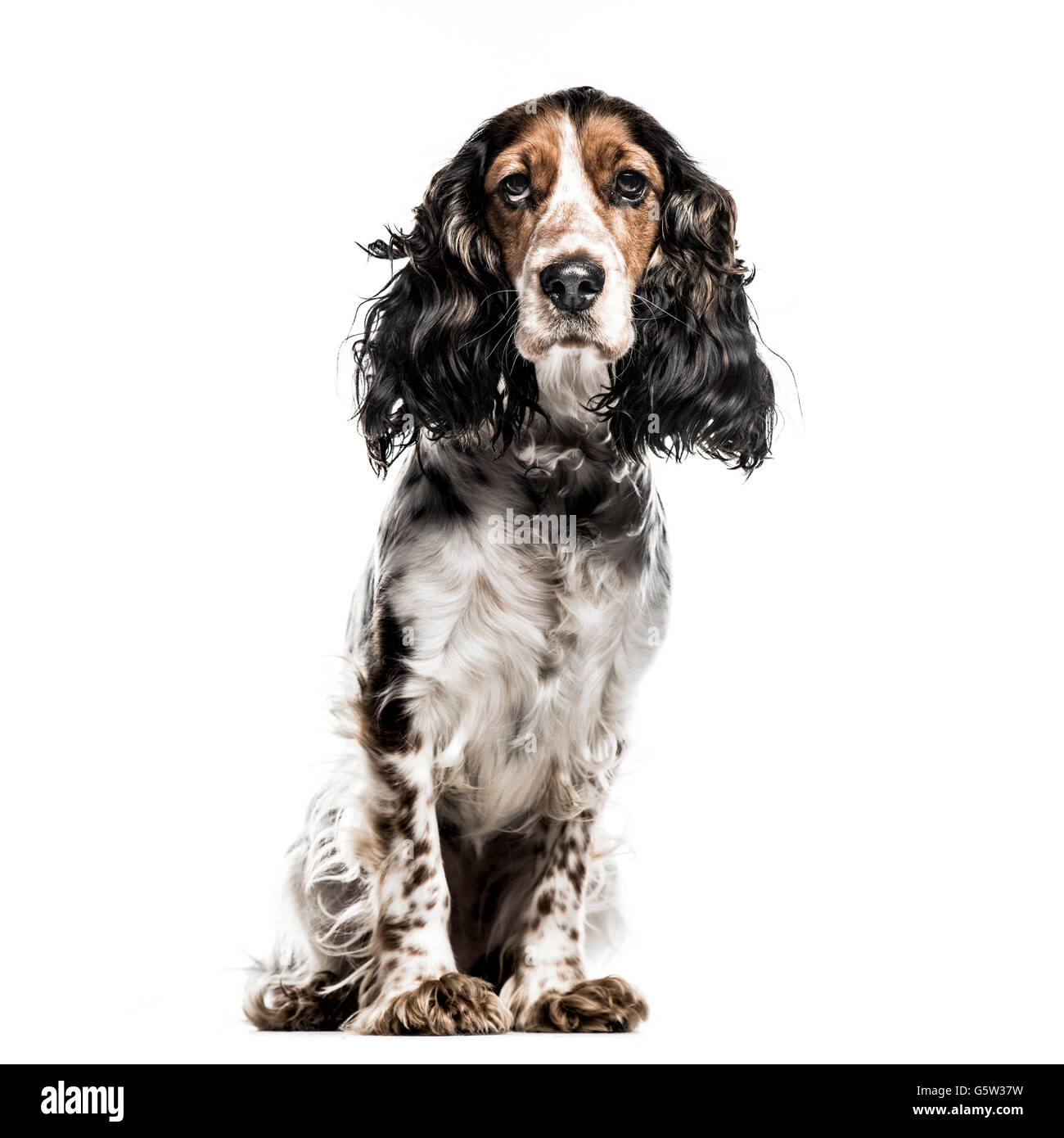 English Cocker Spaniel looking at the camera, isolated on white Stock ...