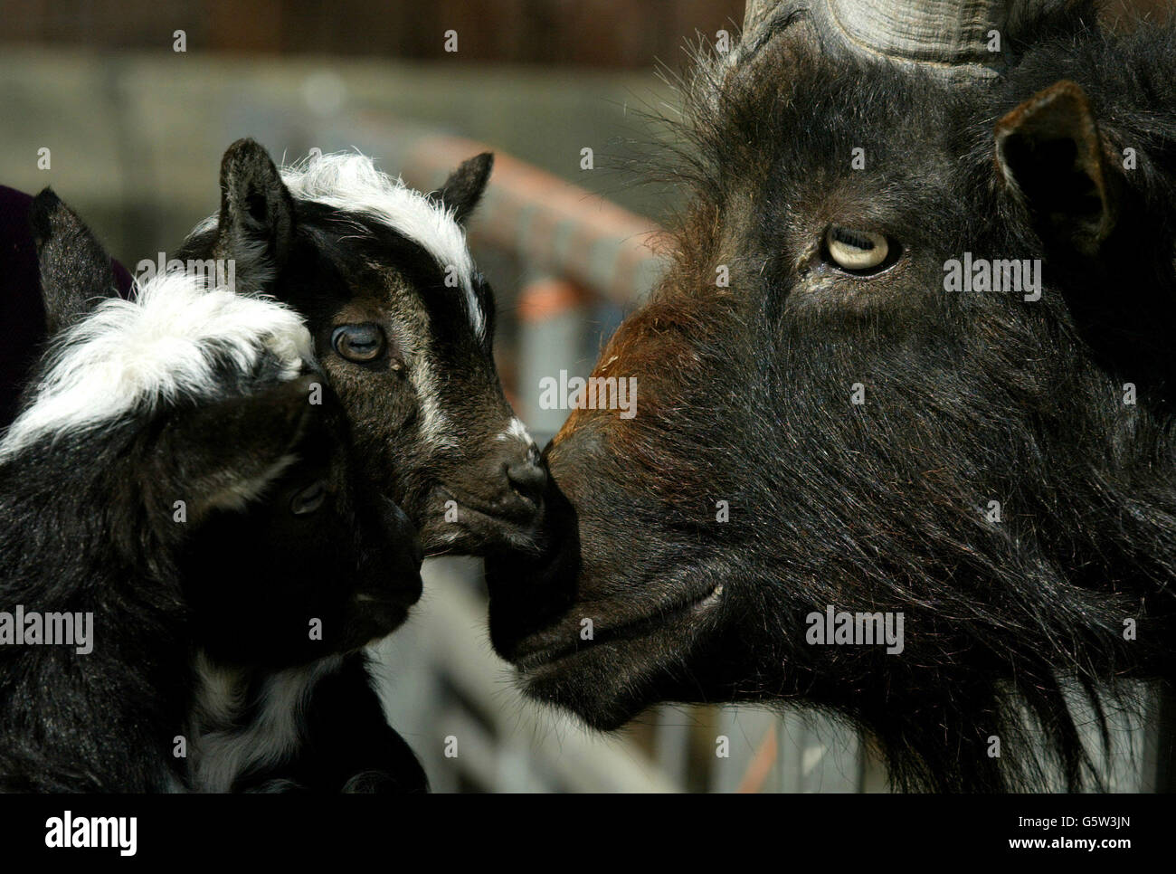 The newborn twin goat kids get their first view of their father at ...