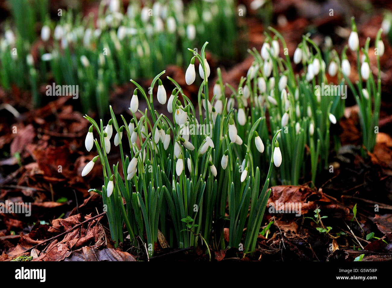 Snowdrops hopton hall hi-res stock photography and images - Alamy