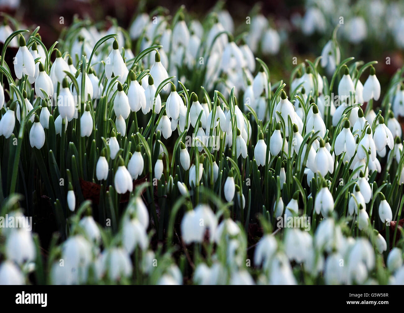 General view of snowdrop flowers at Hopton Hall, Derbyshire Stock Photo ...