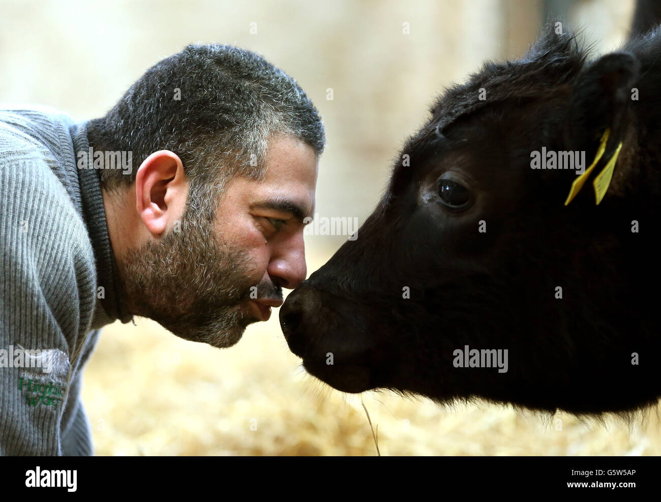 Farmer Moshin Al-Tajir with his 16-week-old pure pedigree Wagyu calf at ...