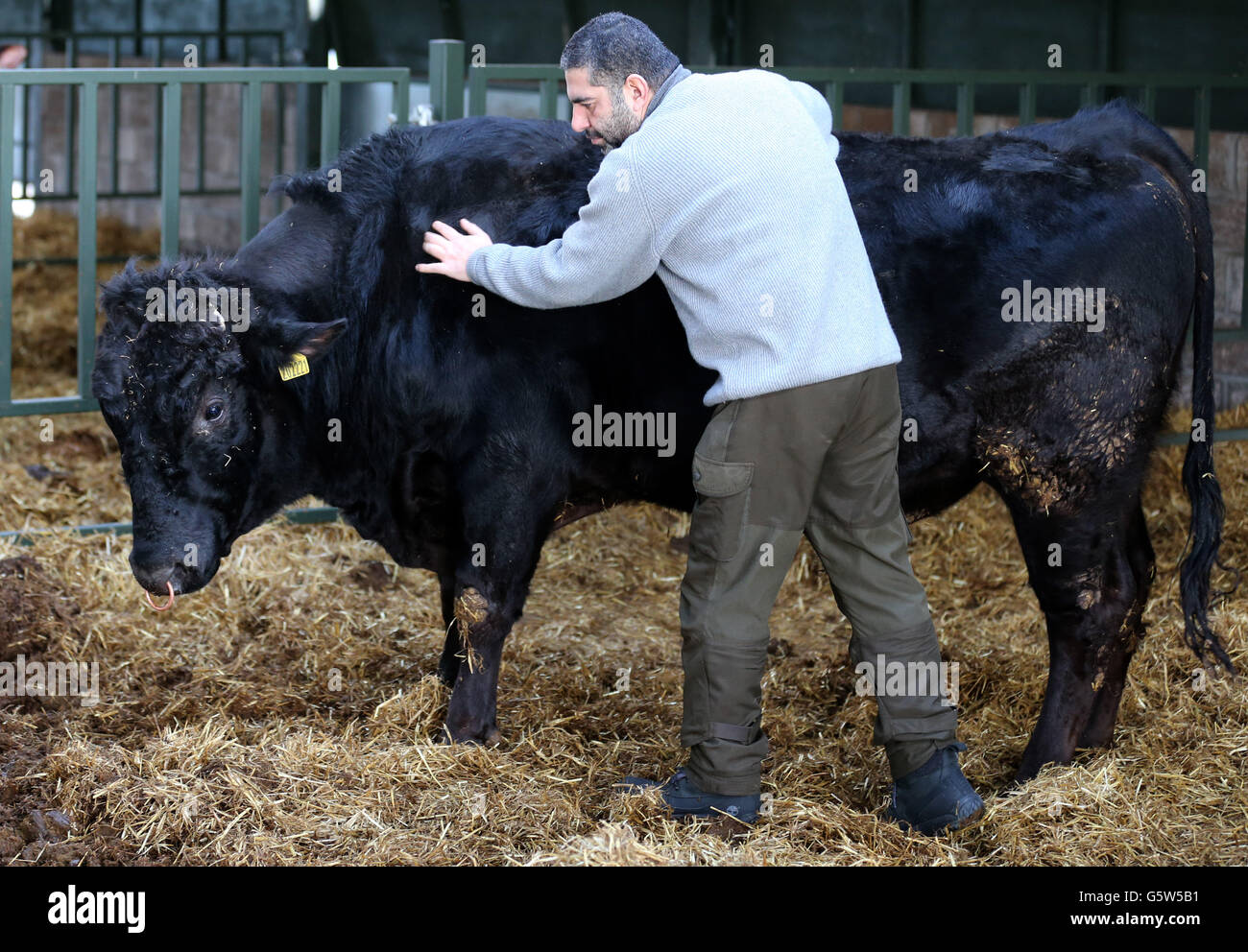 Farmer Moshin Al-Tajir with his pure pedigree Wagyu bull Thor, at his ...