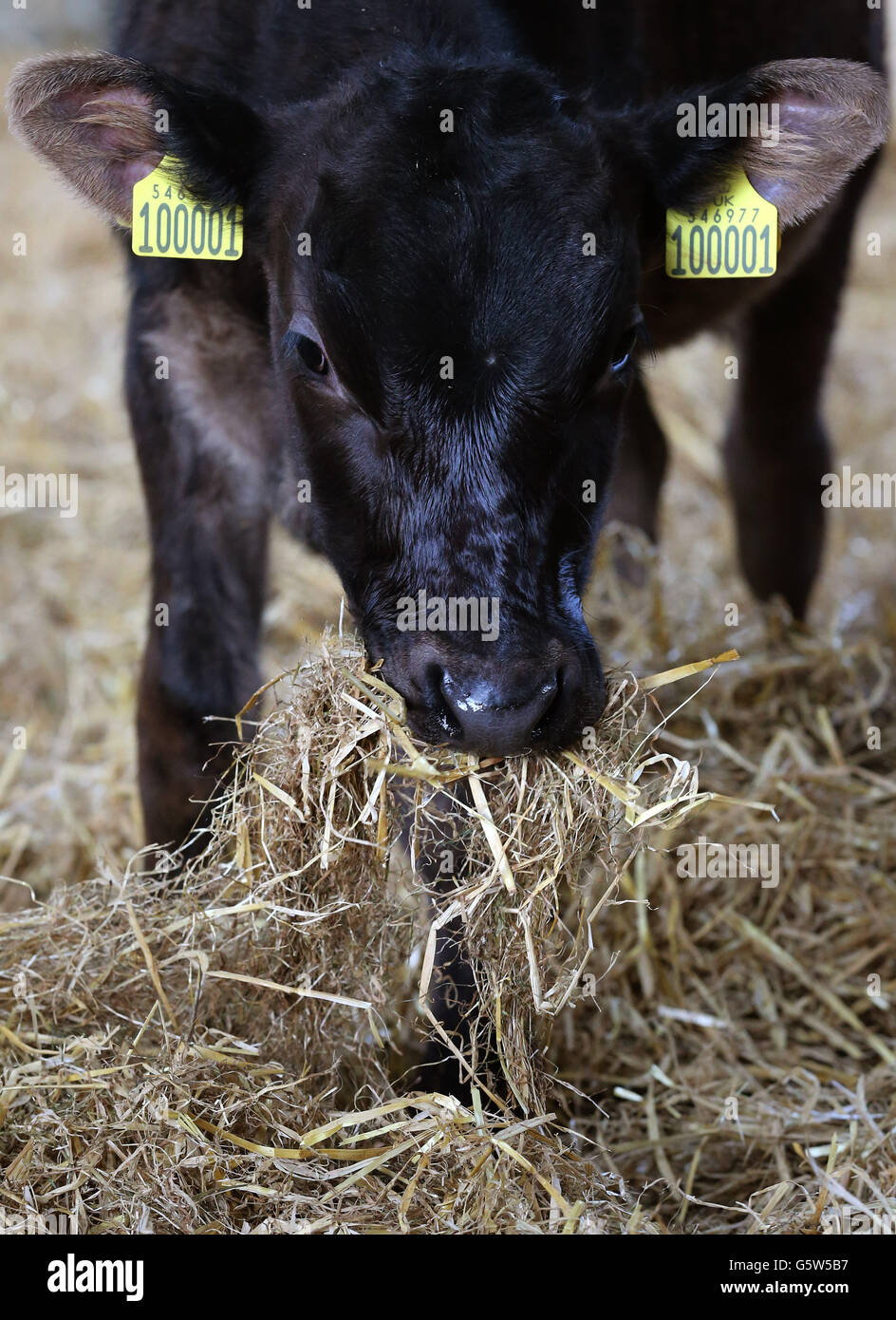 A 16-week-old pure pedigree Wagyu calf at the farm of Moshin Al-Tajir ...