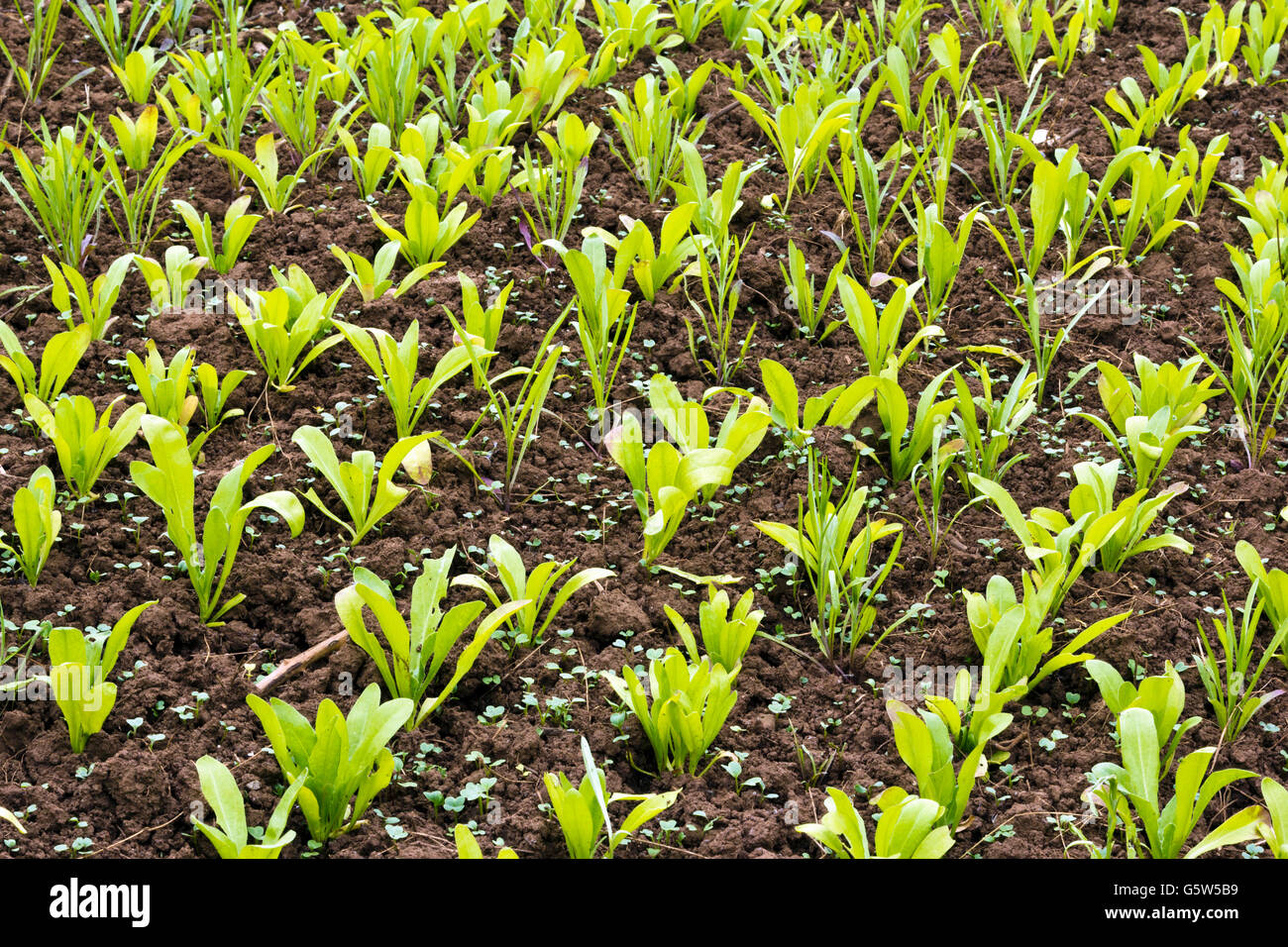 Vegetable crops growing in an allotment Stock Photo - Alamy