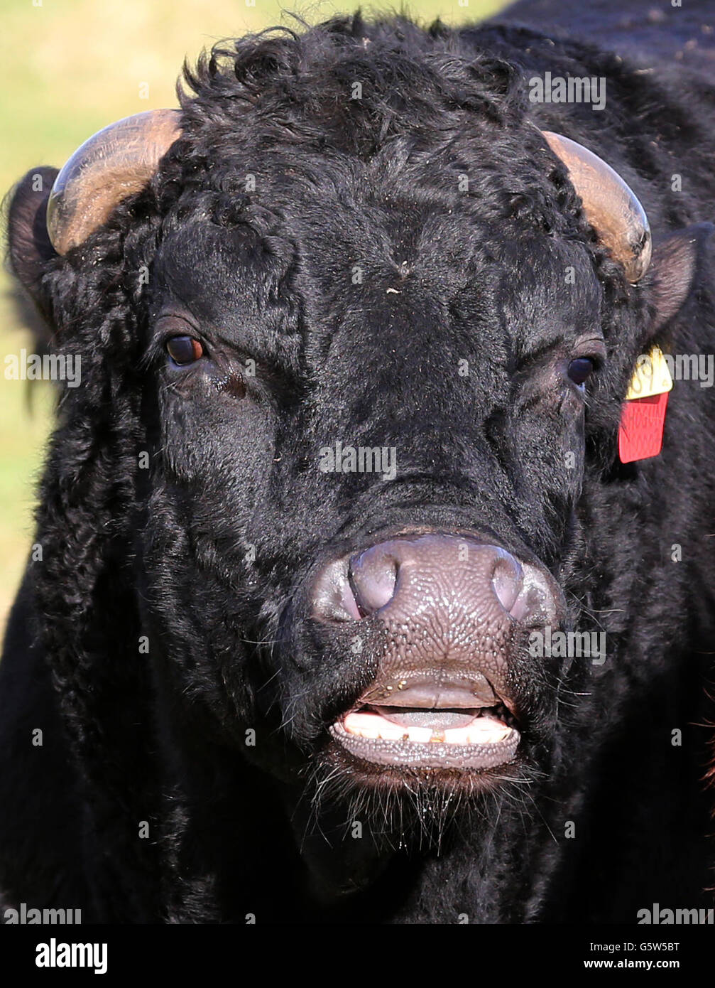 Pure pedigree Wagyu bull Shogun at the farm of Moshin Al-Tajir in ...