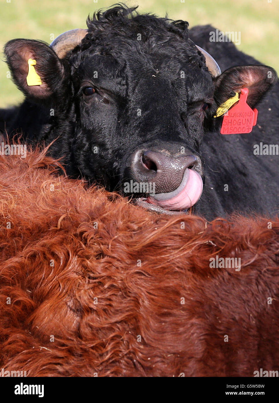 Pure pedigree Wagyu bull Shogun at the farm of Moshin Al-Tajir in ...