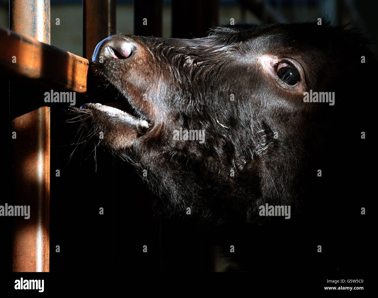 A 16-week-old pure pedigree Wagyu calf at the farm of Moshin Al-Tajir ...