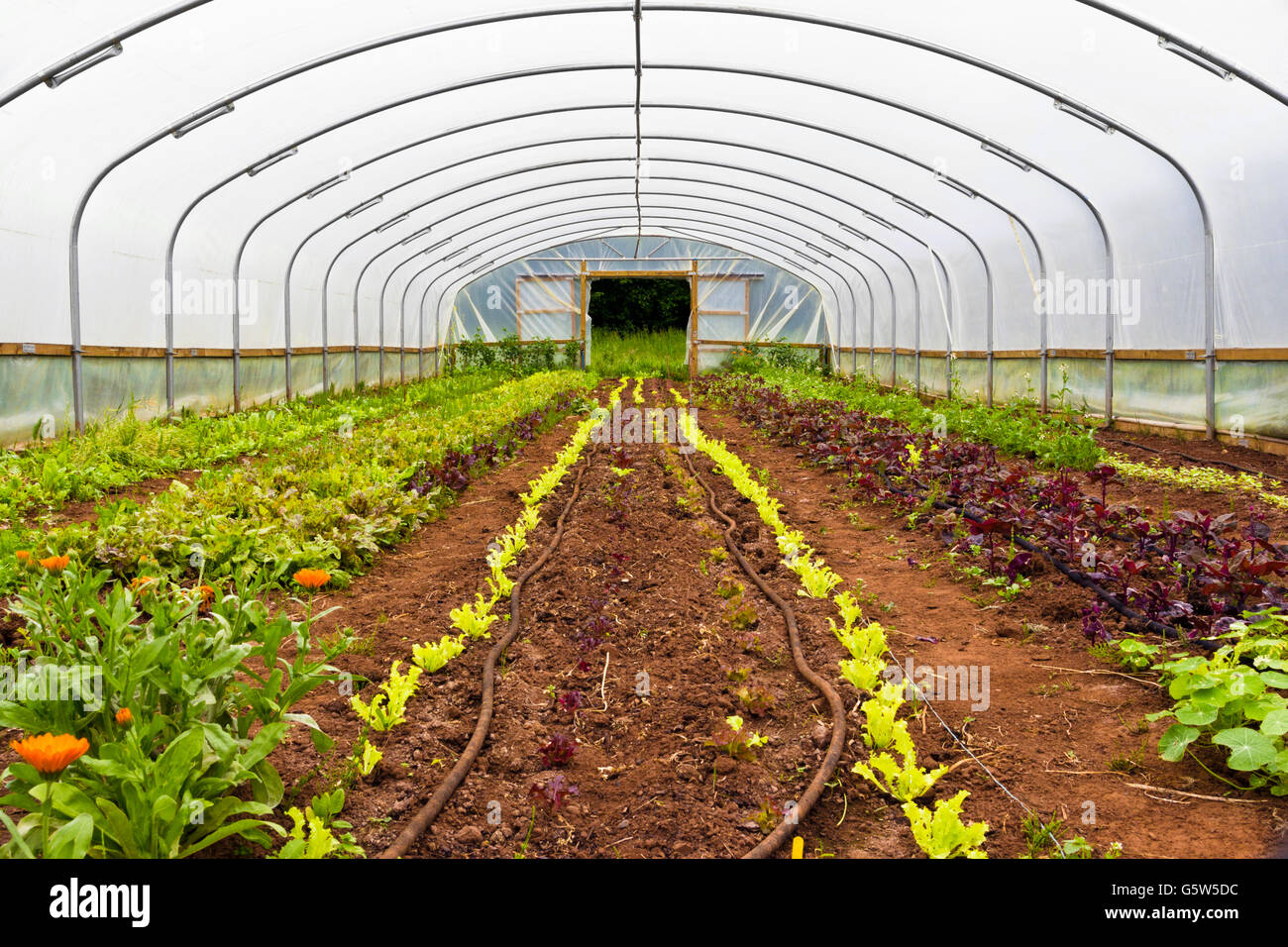 Polytunnel growing hi-res stock photography and images - Alamy