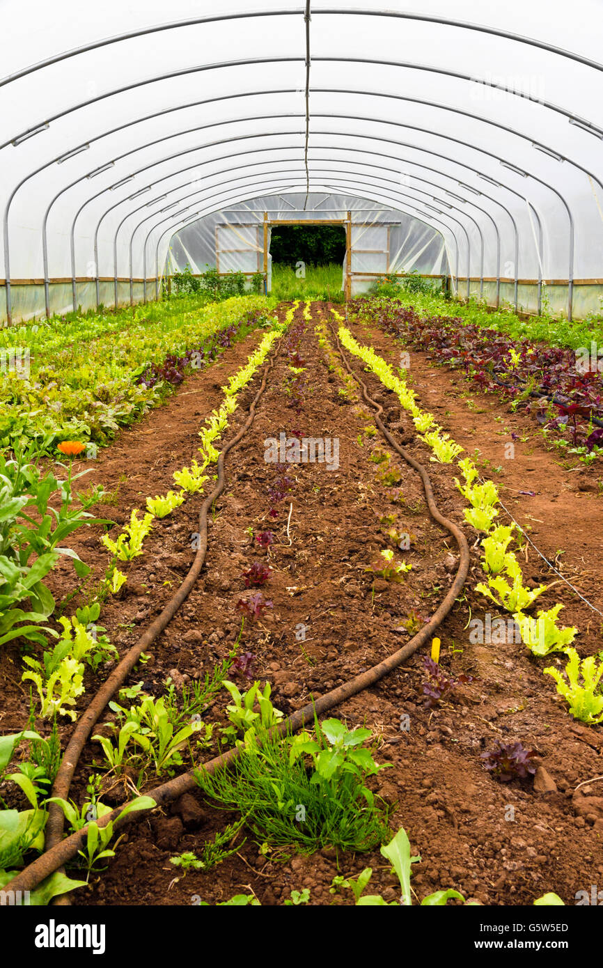 Vegetables (and other plants) growing in a polytunnel Stock Photo - Alamy