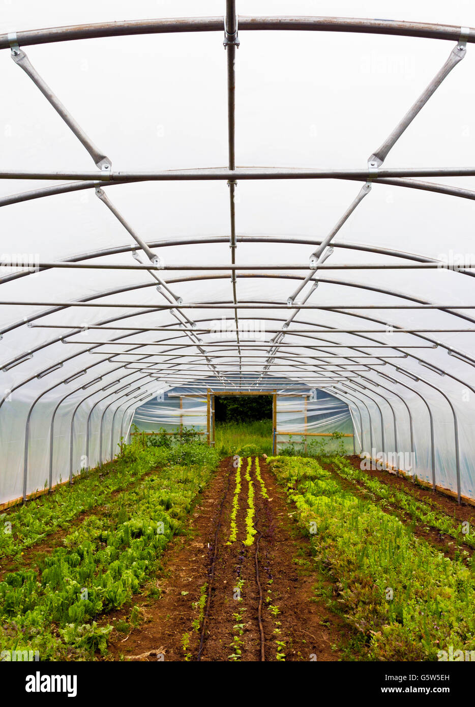 Vegetables (and other plants) growing in a polytunnel Stock Photo - Alamy