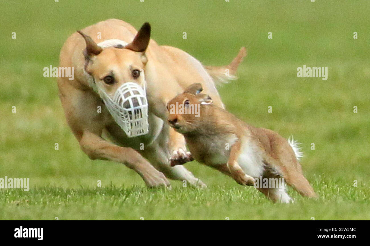 Dog Racing - National Coursing Championships - Clonmel. Runaway Mitzy ...