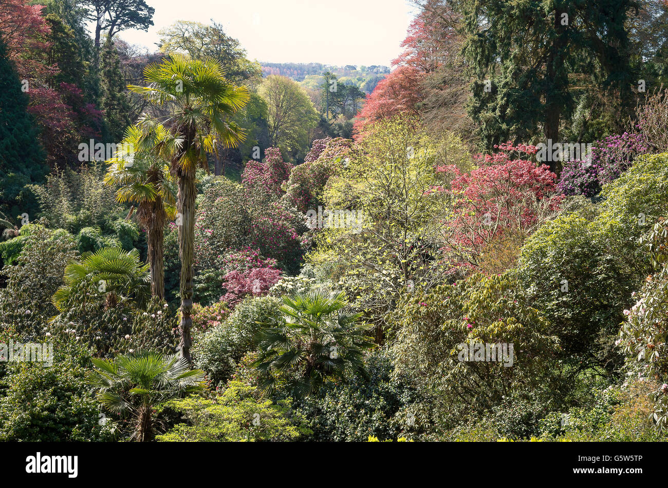 Exotic trees growing in the ravine valley at Trebah gardens Cornwall UK ...