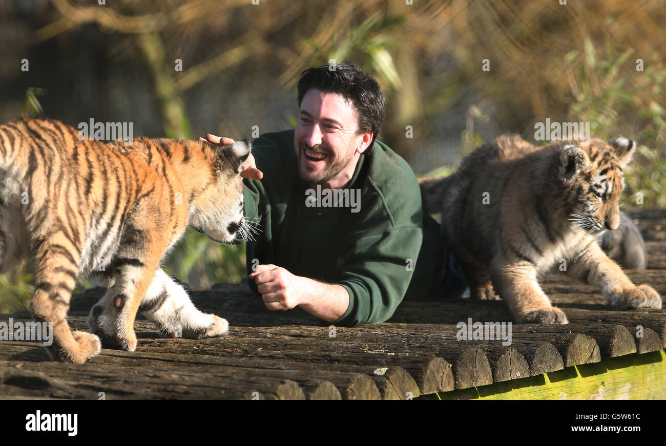 News animals tigers hi-res stock photography and images - Alamy