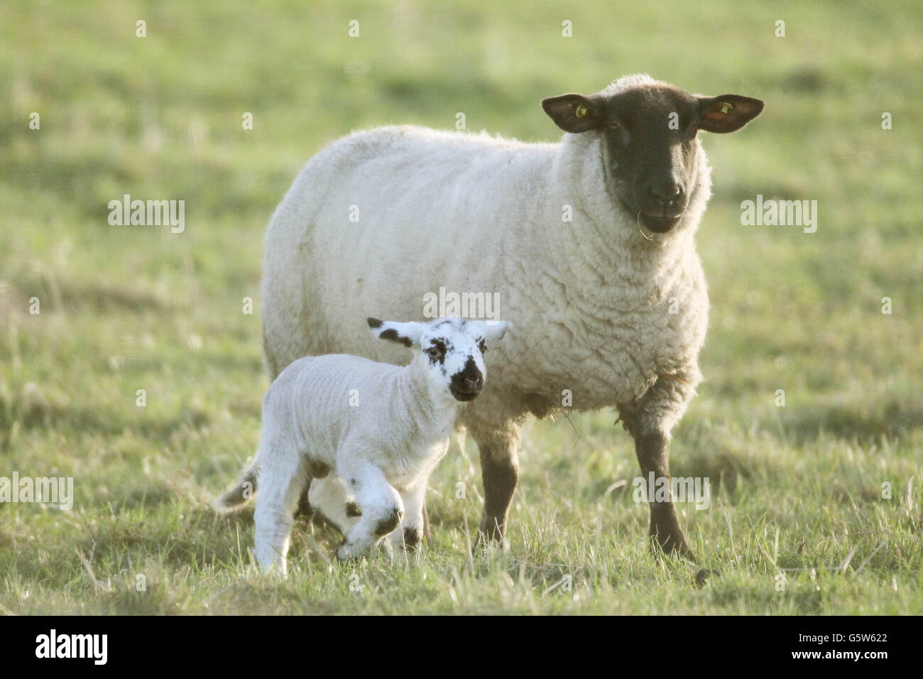 Spring Lambs in a field in Clonmel Co Tipperary, Ireland Stock Photo ...