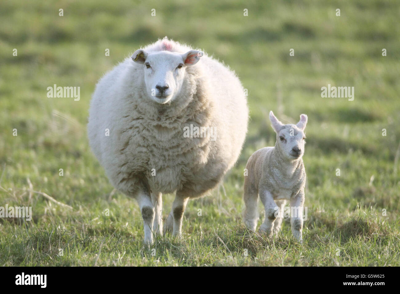 News animals lambs ireland hi-res stock photography and images - Alamy
