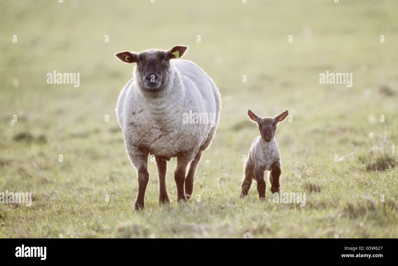 News animals lambs ireland hi-res stock photography and images - Alamy
