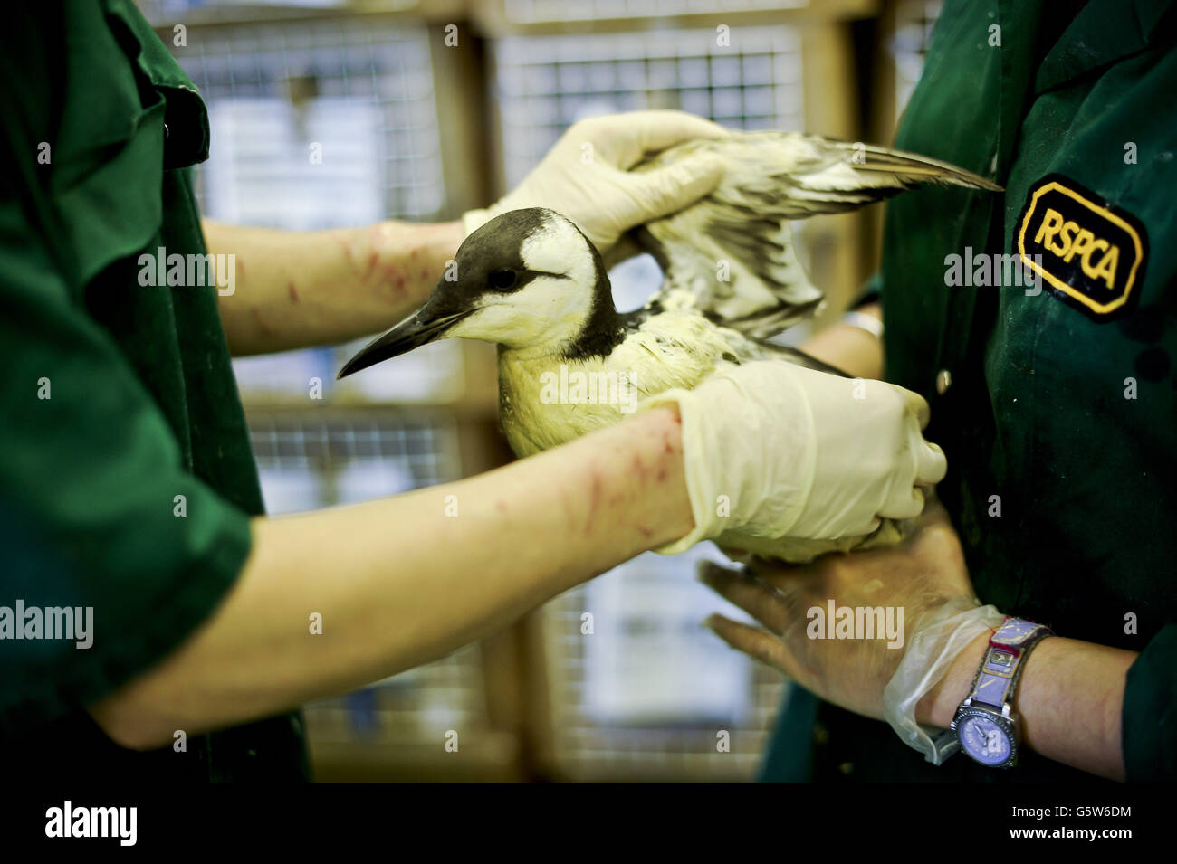 Red marks are left on the arms of RSPCA Staff member Allison Yellowey ...