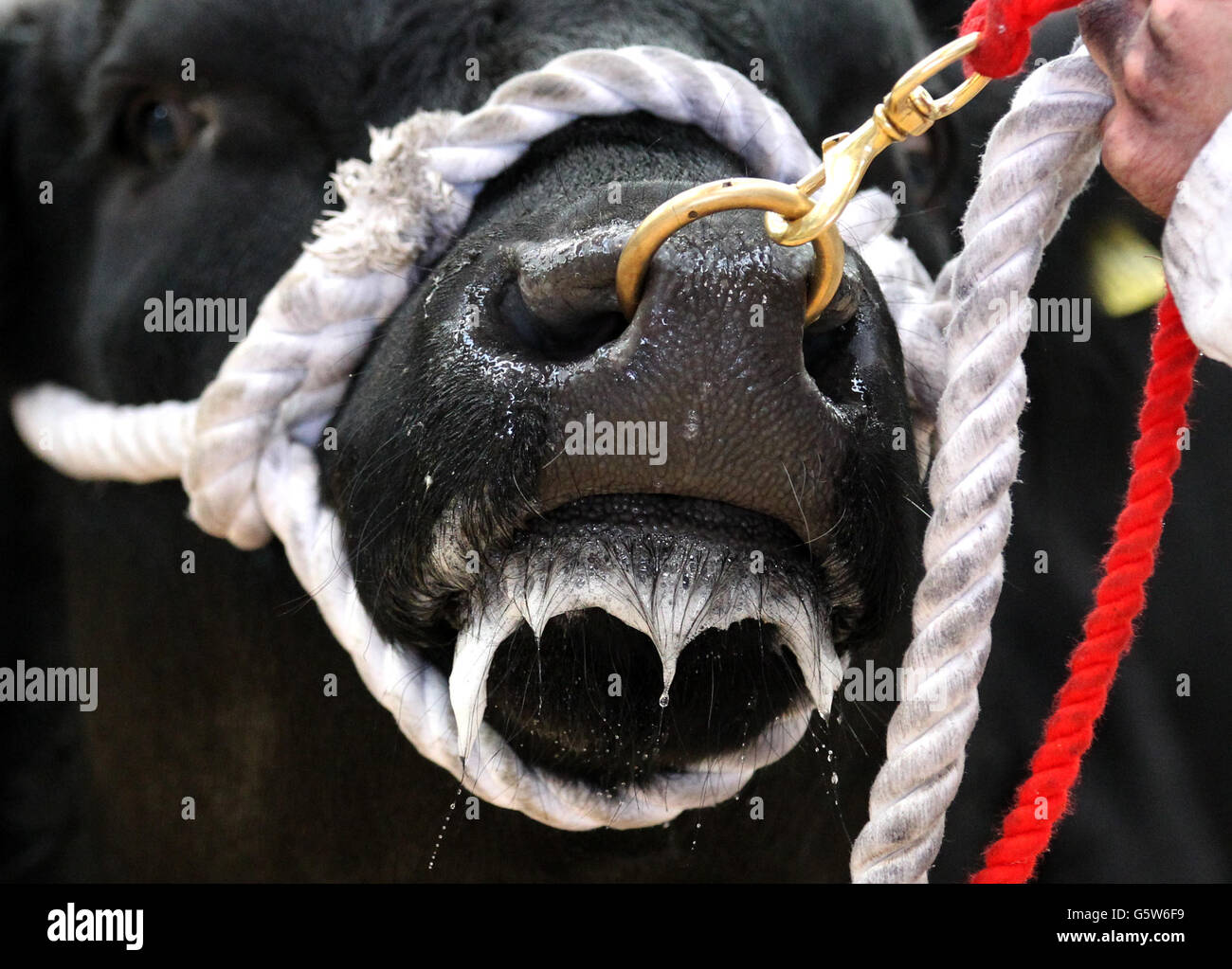 Aberdeen angus bull show hi-res stock photography and images - Alamy