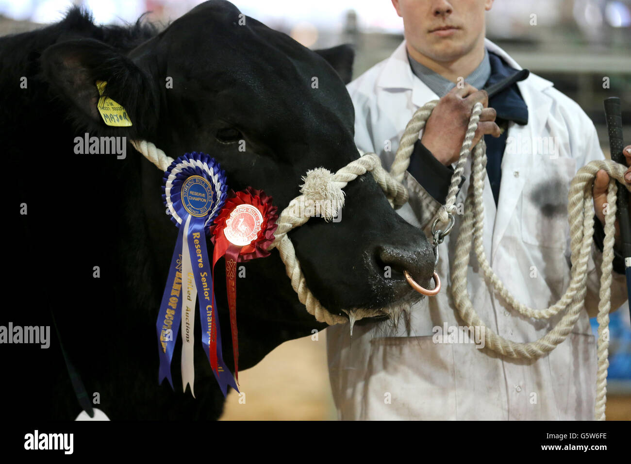 An Aberdeen Angus bull shows of it rosettes at the Stirling Bull Sale ...