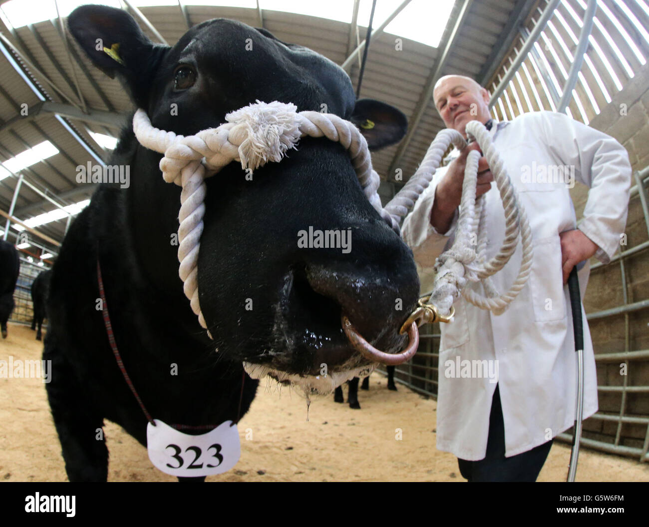Robin Orr from Halbeath Farm moves his Aberdeen Angus bull into the ...
