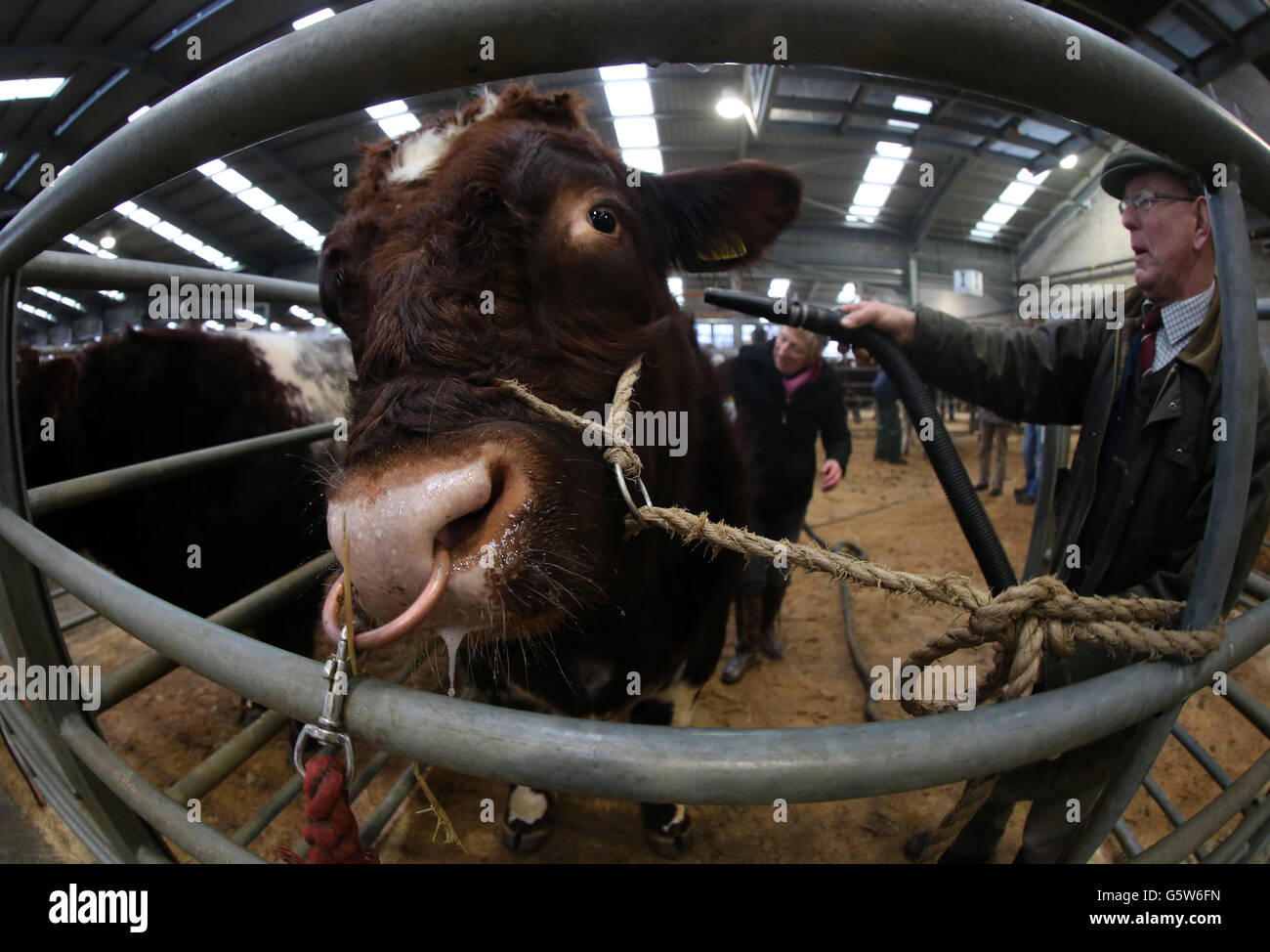 Short horn bulls hi-res stock photography and images - Alamy