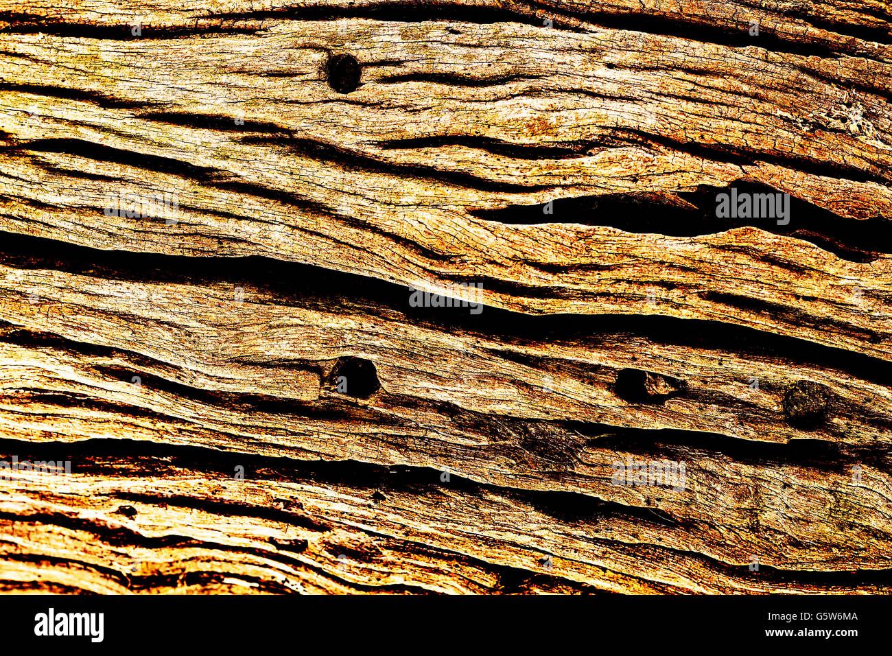 Natural background of tree body in closeup detail Stock Photo - Alamy