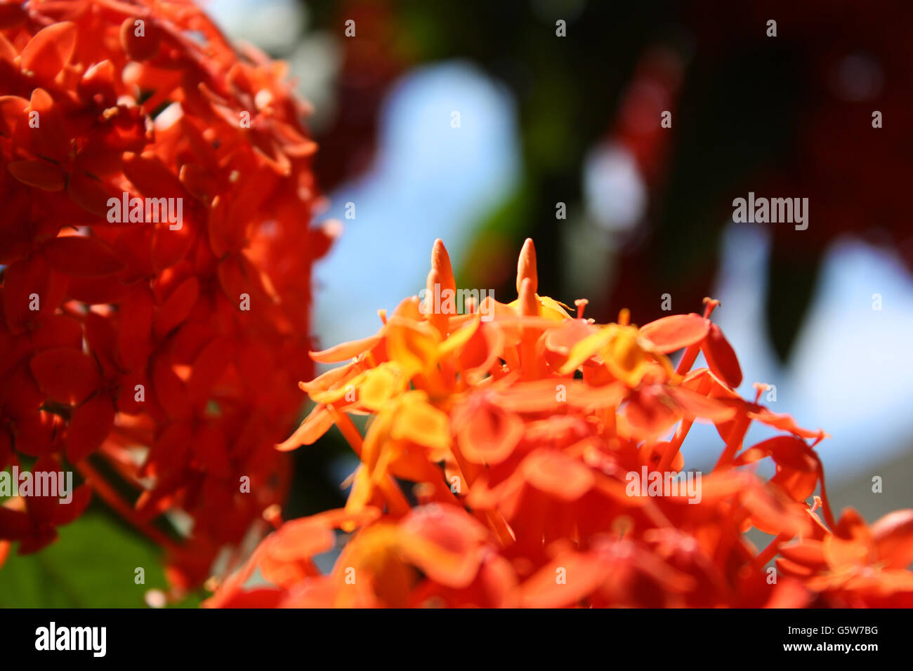Orange Tropical Flowers High Resolution Stock Photography and Images ...