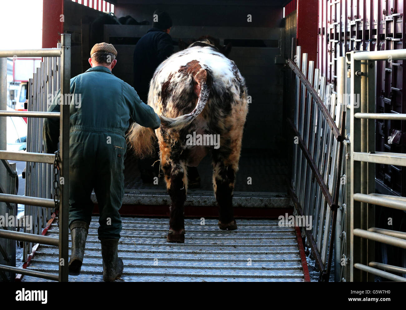 A Bull leaves the market after being sold during the Stirling Bull Sale ...