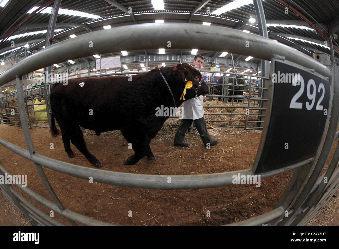 A Short Horn Bull leaves the sale ring during the Stirling Bull Sale ...