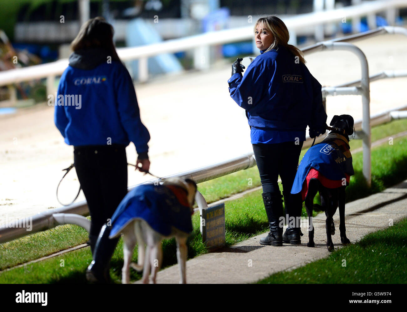 Greyhounds - Brighton & Hove Greyhound Stadium. Dogs are led out on to ...